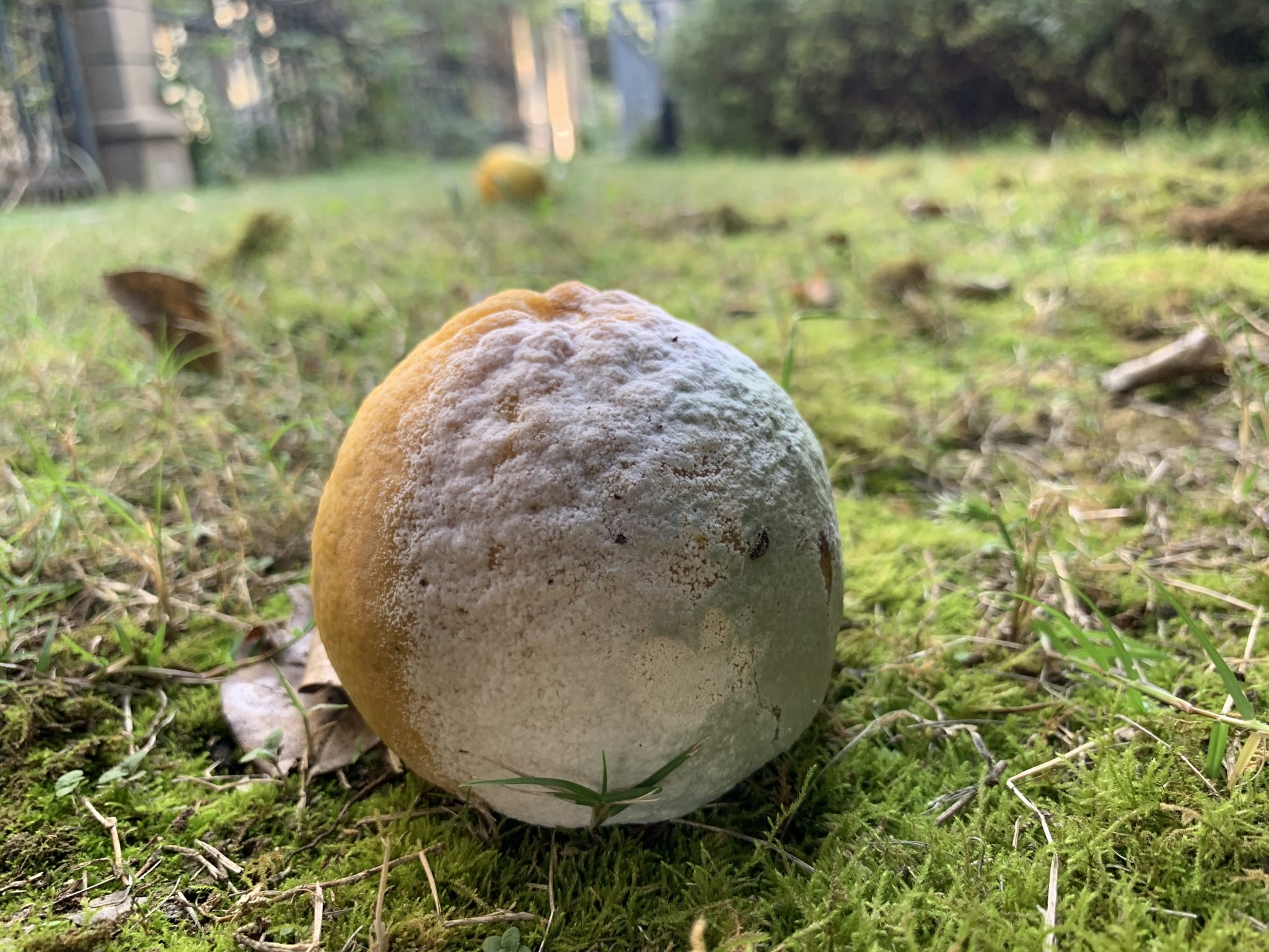 Fungi around us: Penicillium digitatum – FungiG: Fungi & Genes