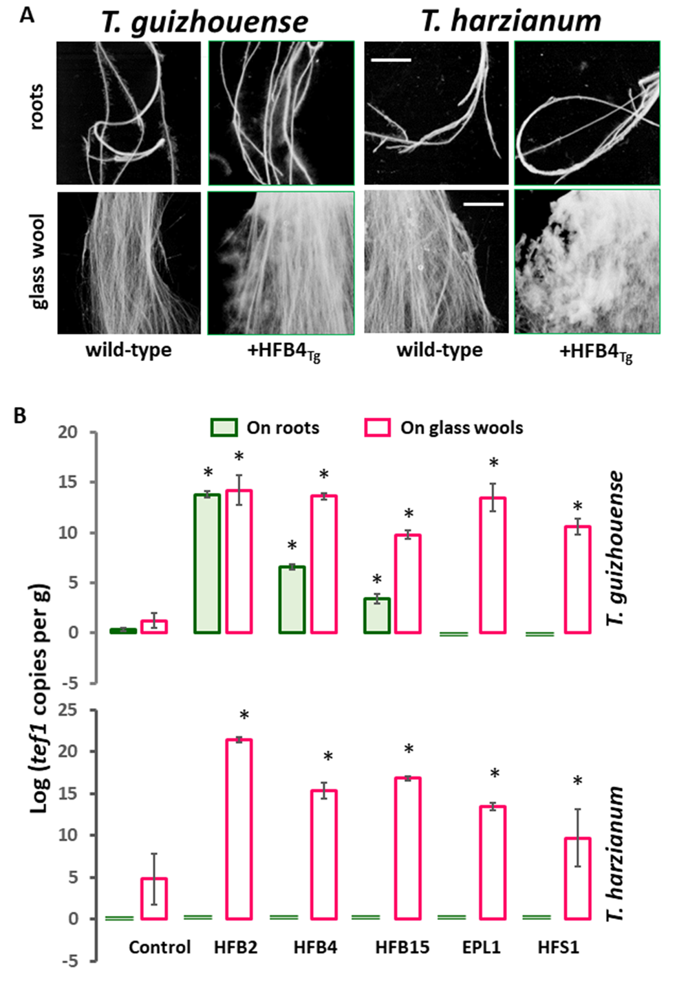 Zhao et al. 2021 At least three families of hyphosphere small secreted ...