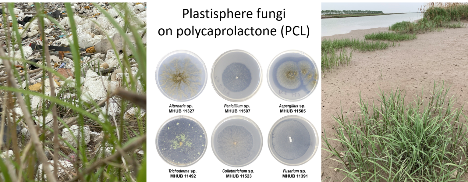 A Collaborative Exercise on DNA barcoding – FungiG: Fungi & Genes